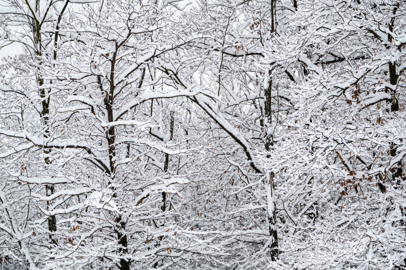 Stampe artistiche, quadri e poster con alberi, bianco, bianco e nero ...